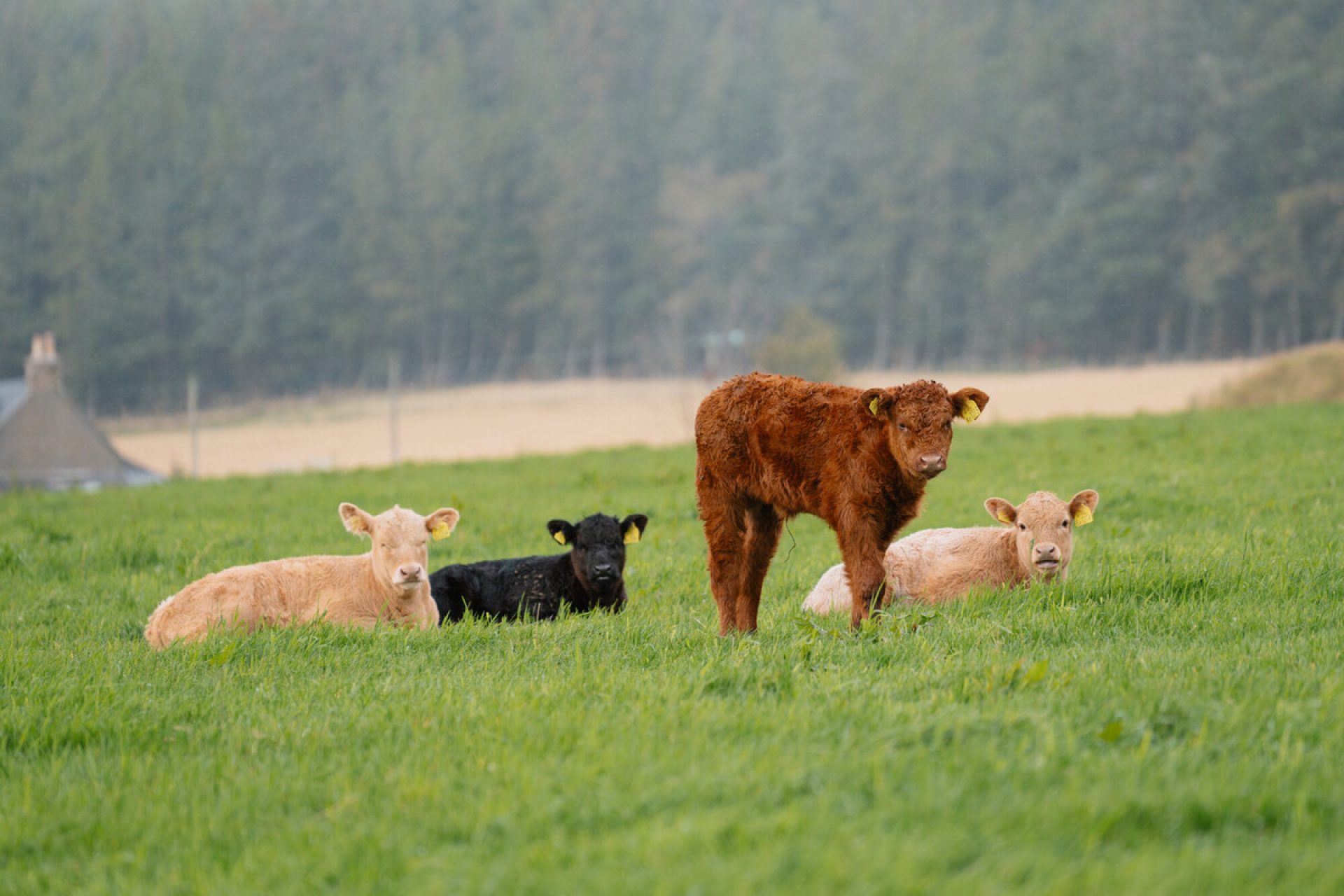 Cairngorms National Park | Nurturing new aspen networks