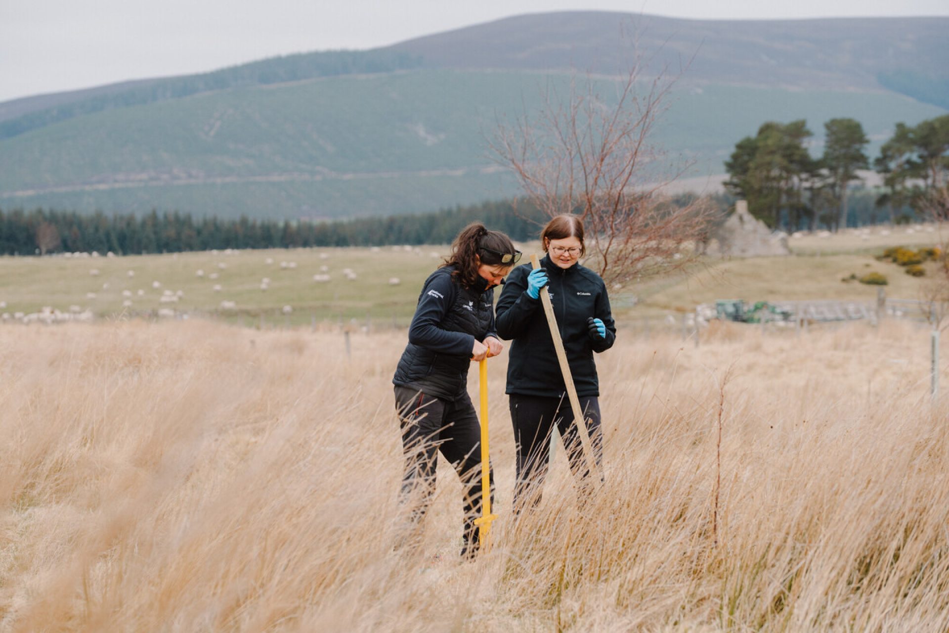 Cairngorms | Nurturing new aspen networks