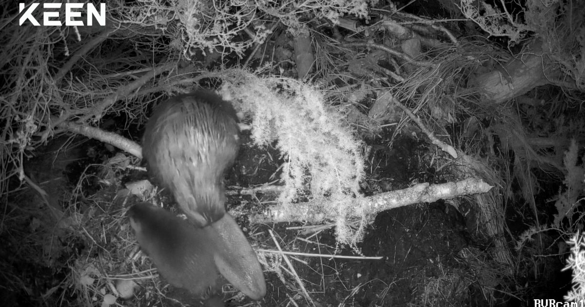 Cairngorms National Park | First beaver kits in 400 years born in the…