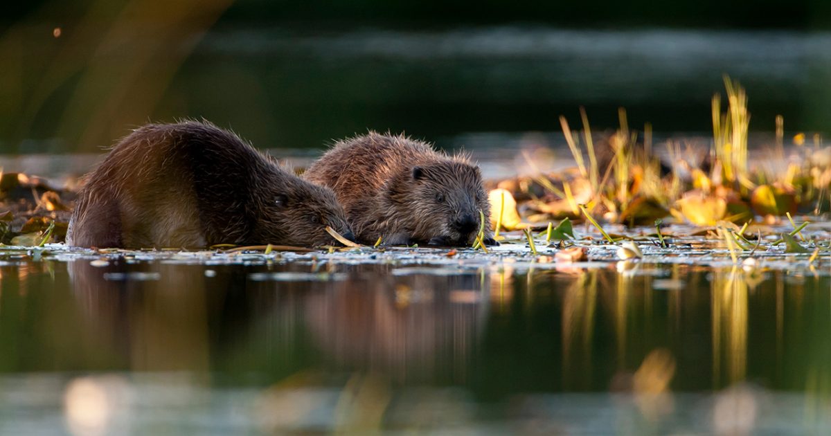 Cairngorms National Park | Park Talk: Bringing back beavers