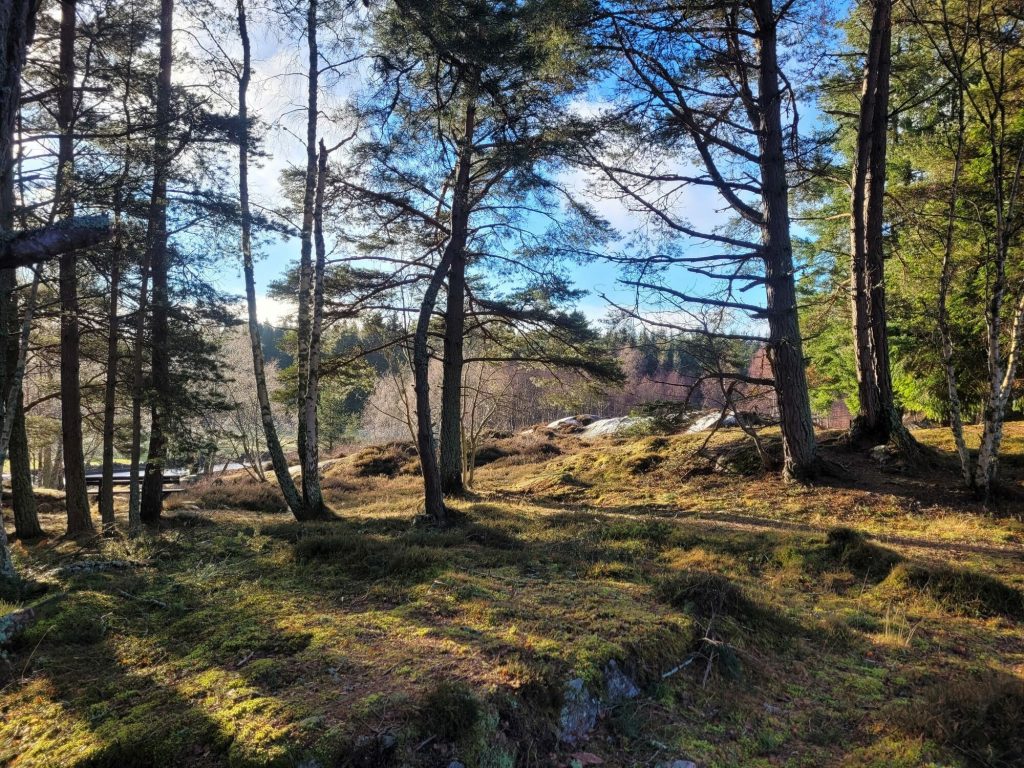 Cairngorms National Park | Grantown-on-Spey paths