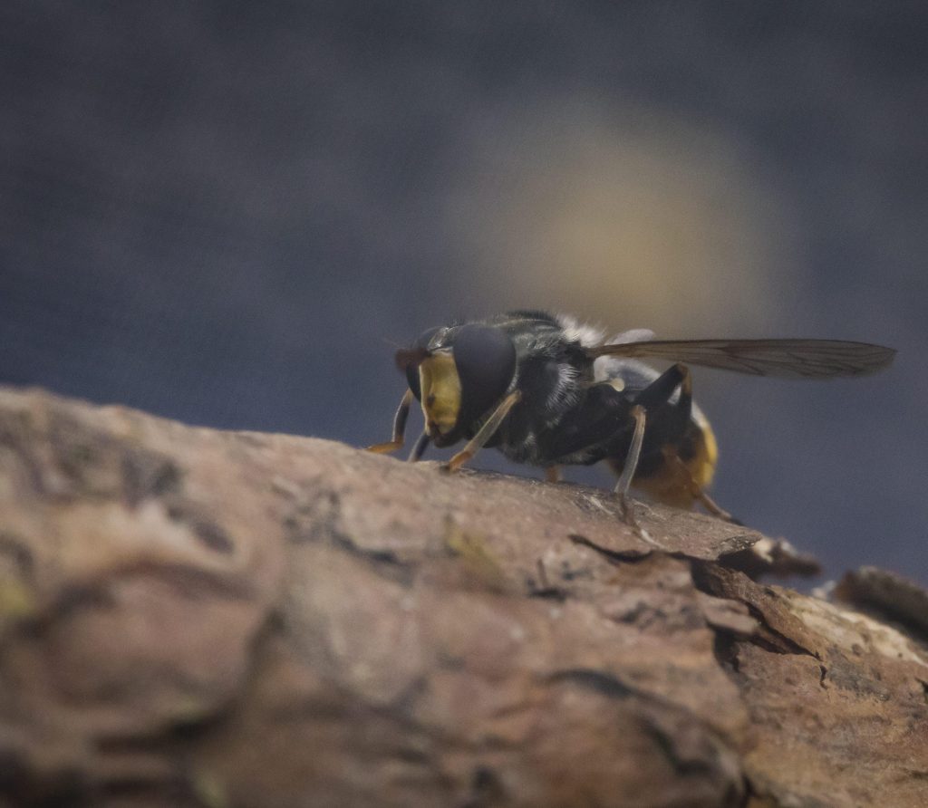 Cairngorms National Park | Pine hoverfly