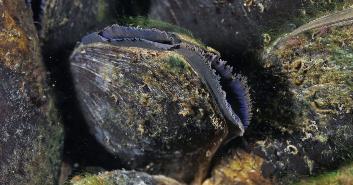 Cairngorms National Park | Freshwater pearl mussel