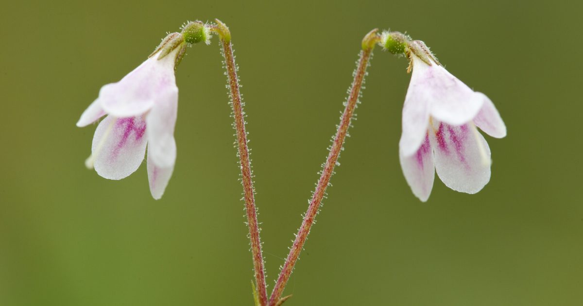 Cairngorms National Park | Plants and trees