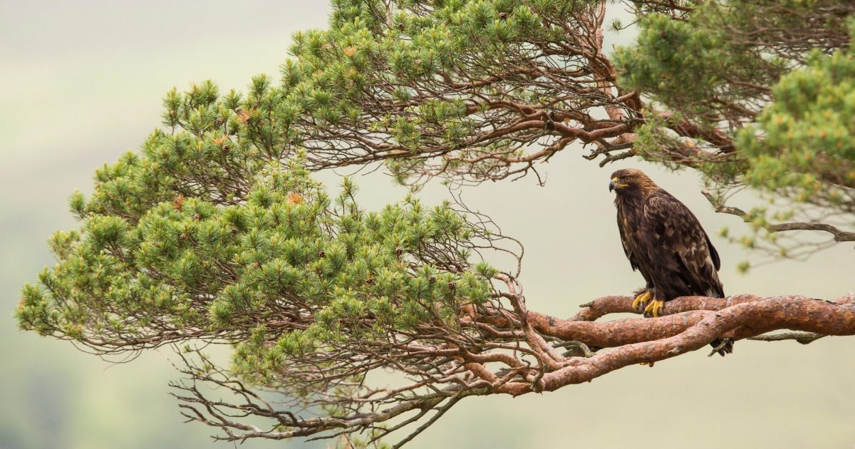 golden eagle perched