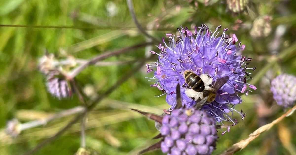 Cairngorms National Park | Scabious mining bee