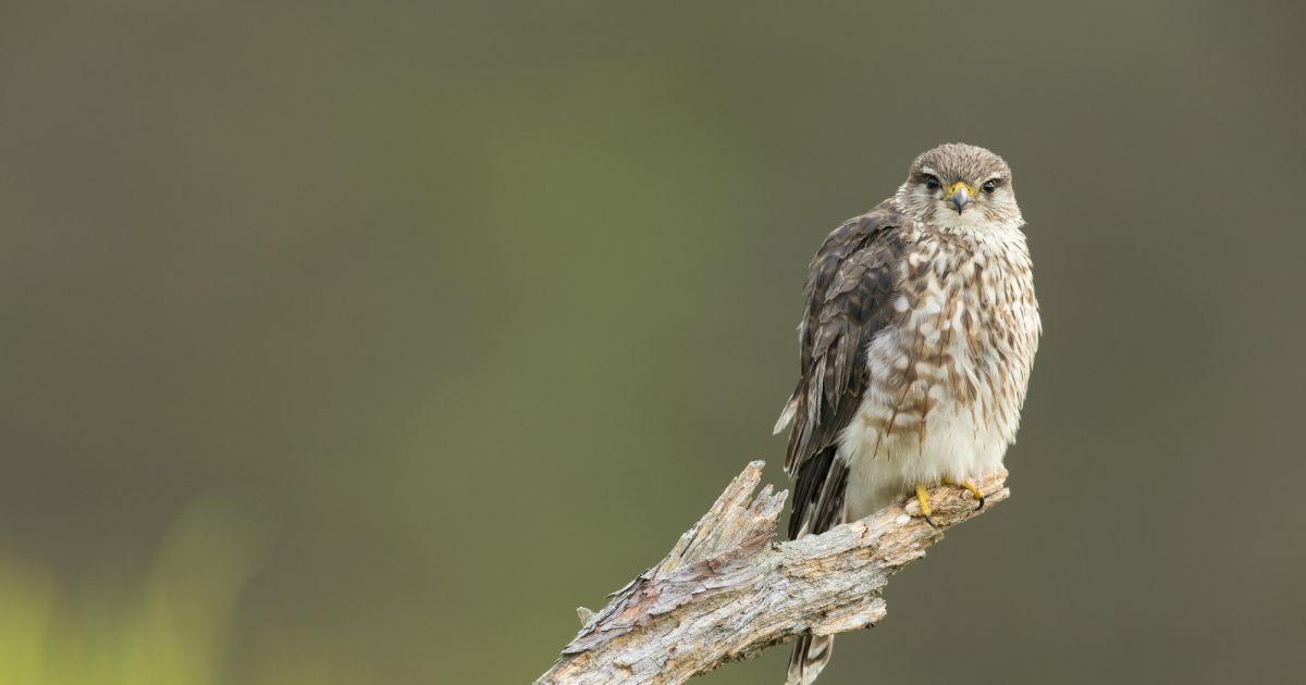 Cairngorms National Park | Merlin