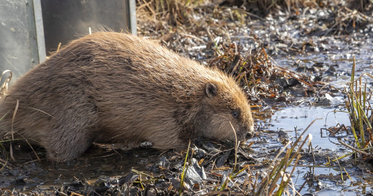 Cairngorms | Beavering away
