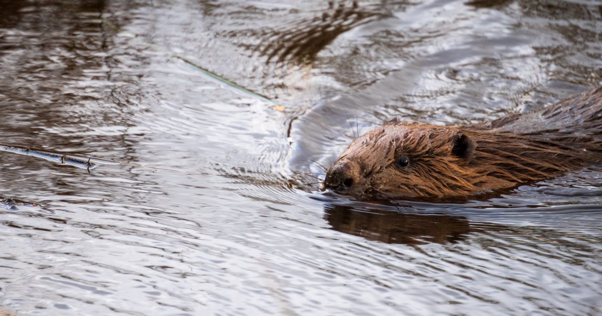 Cairngorms National Park | Winter beaver diary