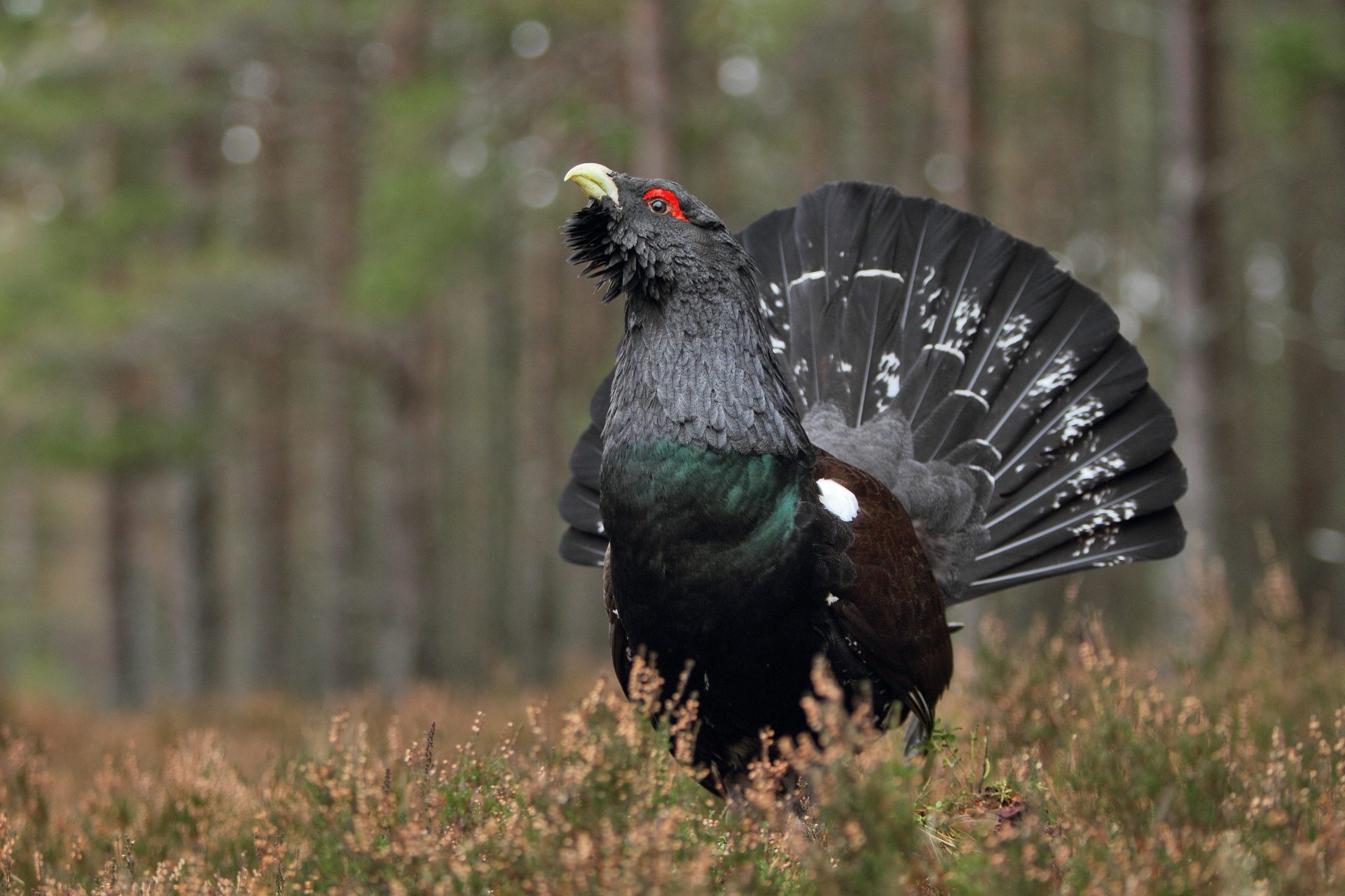 Cairngorms National Park | Scottish crossbill