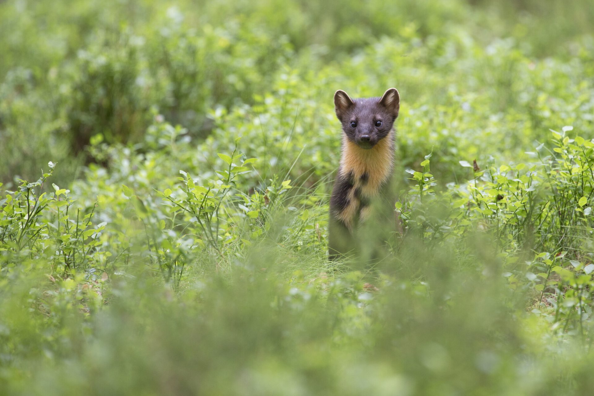 Cairngorms National Park | Pine marten