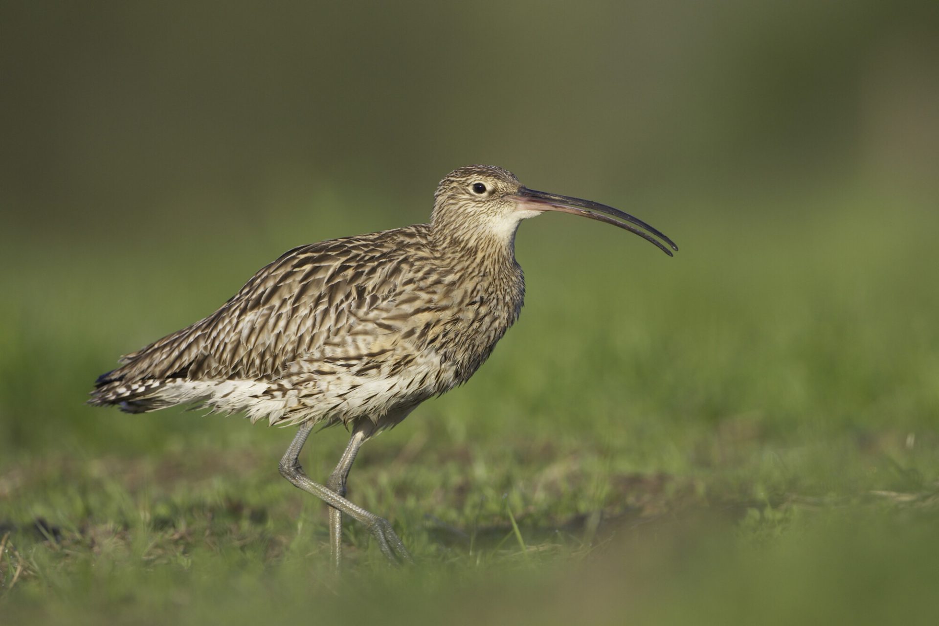 Cairngorms National Park | Curlew